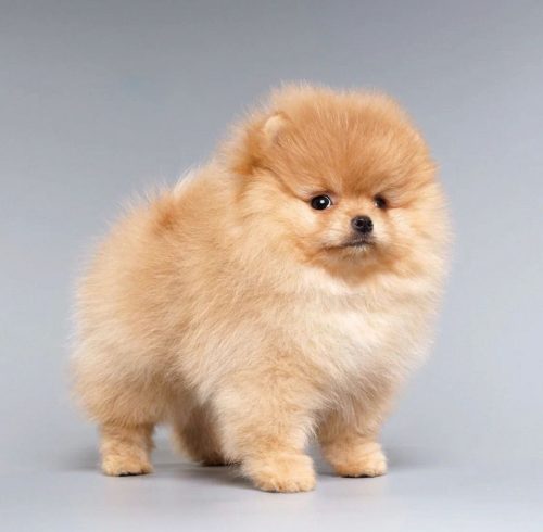 Achat Spitz Pomeranian, Caniche Toy/Teacup, Maltipoo dans les Alpes ...